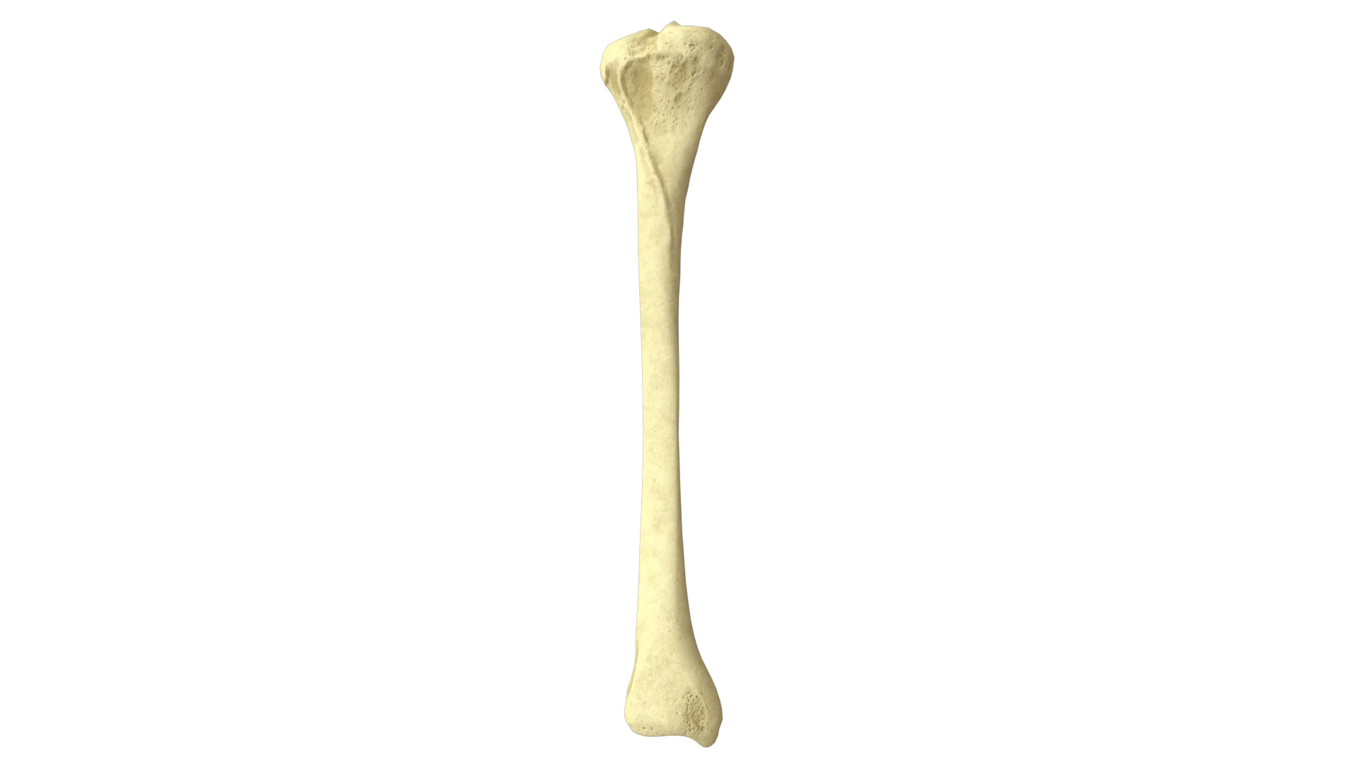 3D Anatomy Model of Tibia (Left) | VOKA